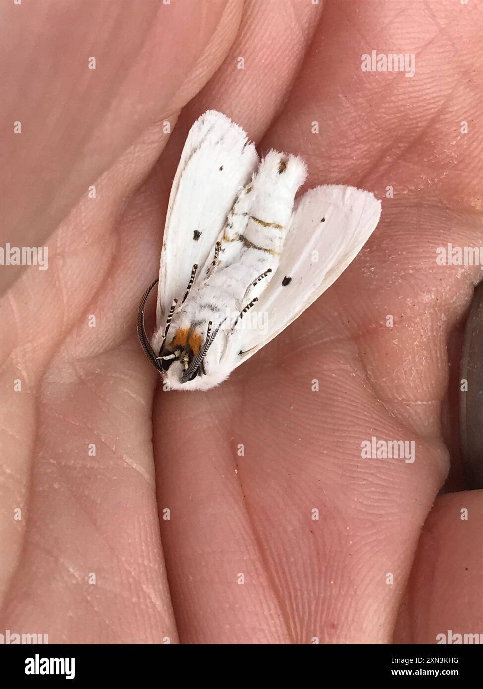 Virginian Tiger Moth (Spilosoma virginica) Insecta Stock Photo - Alamy