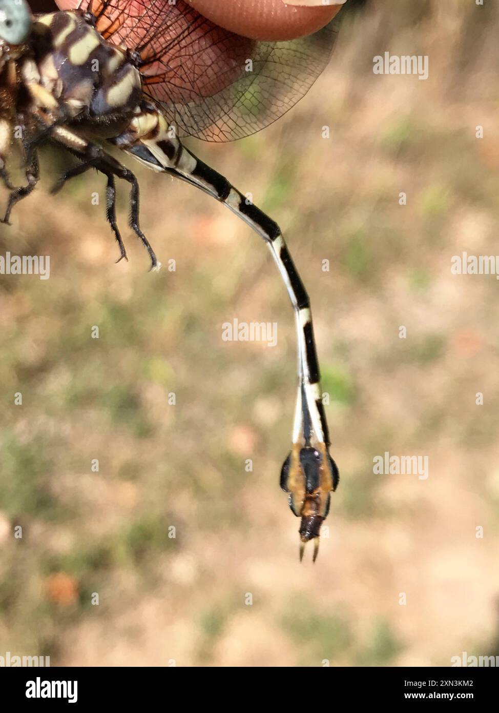 Phyllogomphoides albrighti hi-res stock photography and images - Alamy