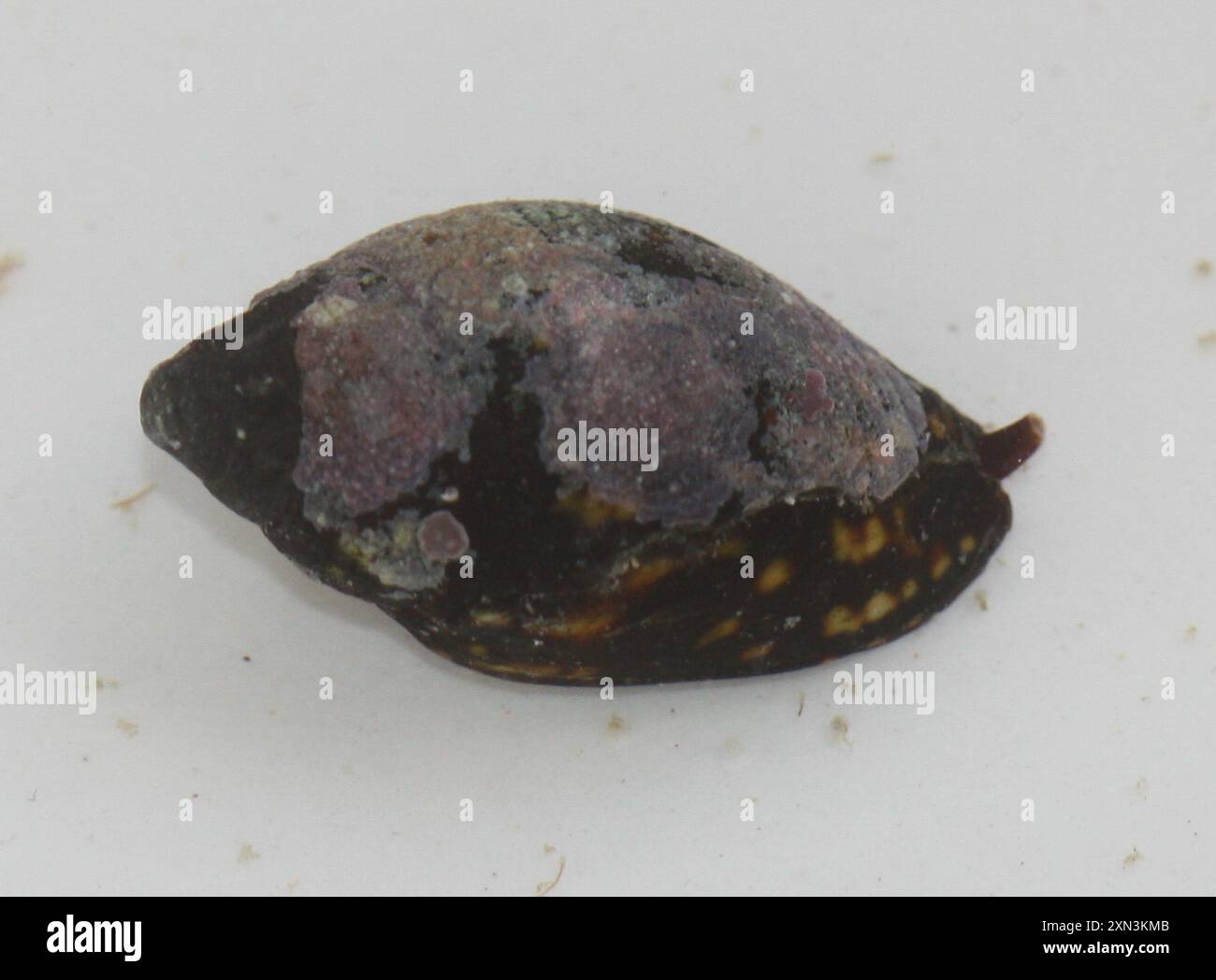 Lettered Mitre (Strigatella litterata) Mollusca Stock Photo - Alamy