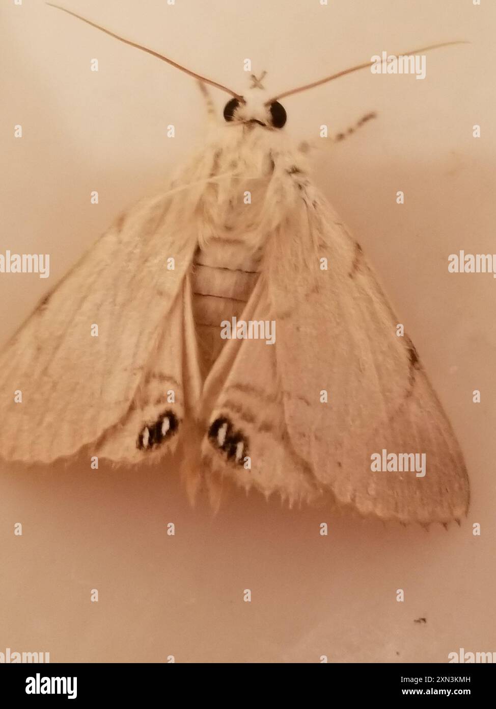 Palm Flower Moth (Litoprosopus coachella) Insecta Stock Photo - Alamy