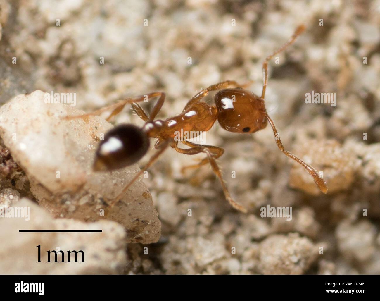 Southern fire ant hi-res stock photography and images - Alamy