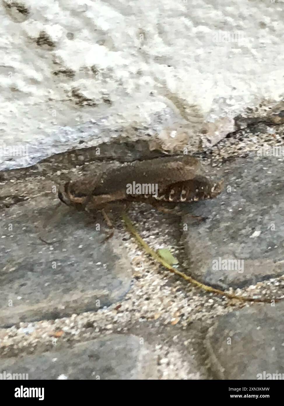 Nauphoeta cinerea hi-res stock photography and images - Alamy