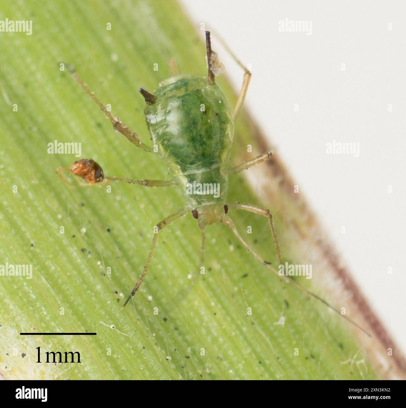 Grain Aphid (Sitobion fragariae) Insecta Stock Photo - Alamy