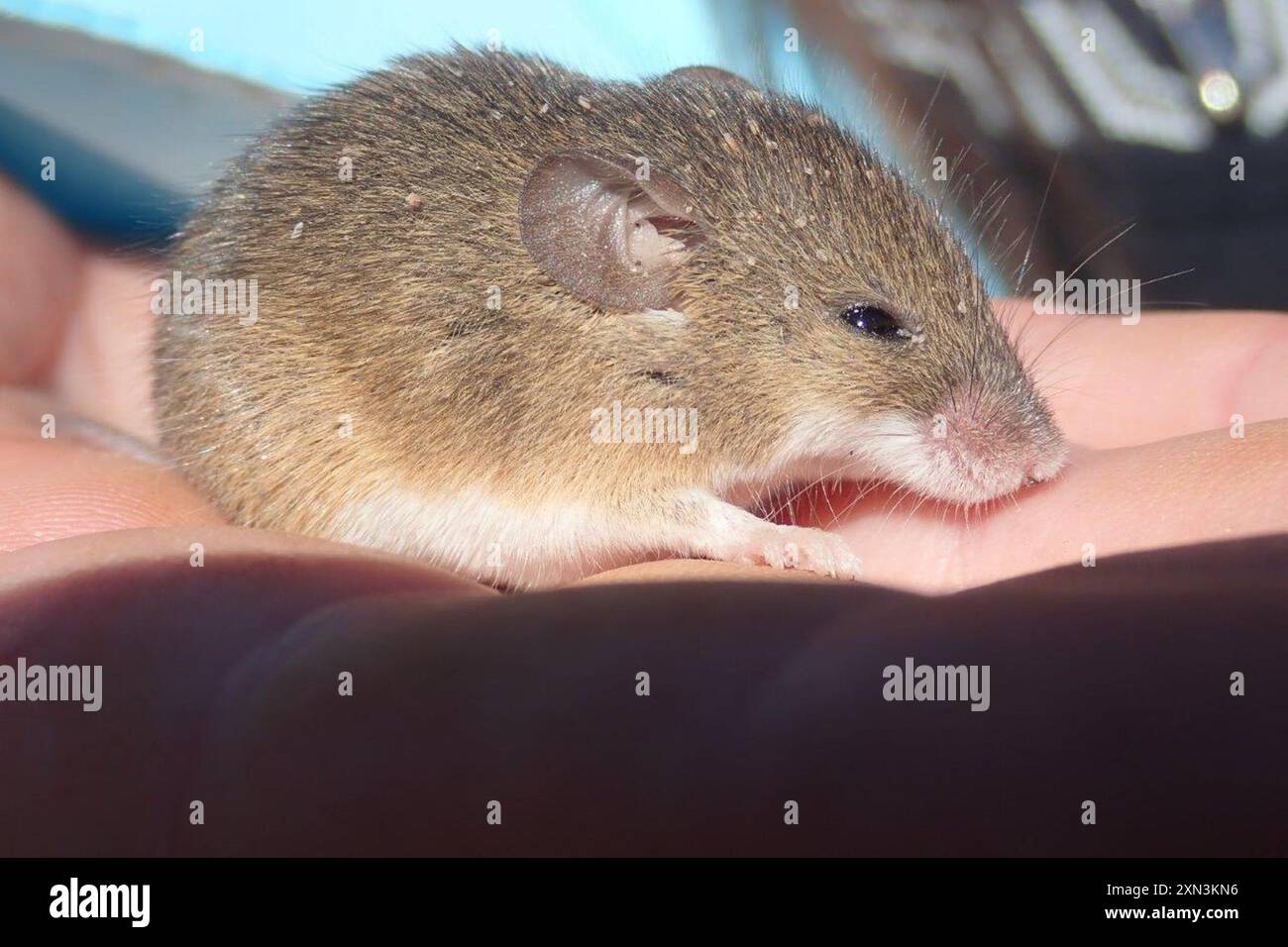 Tiny Pygmy Mouse (Mus minutoides) Mammalia Stock Photo - Alamy