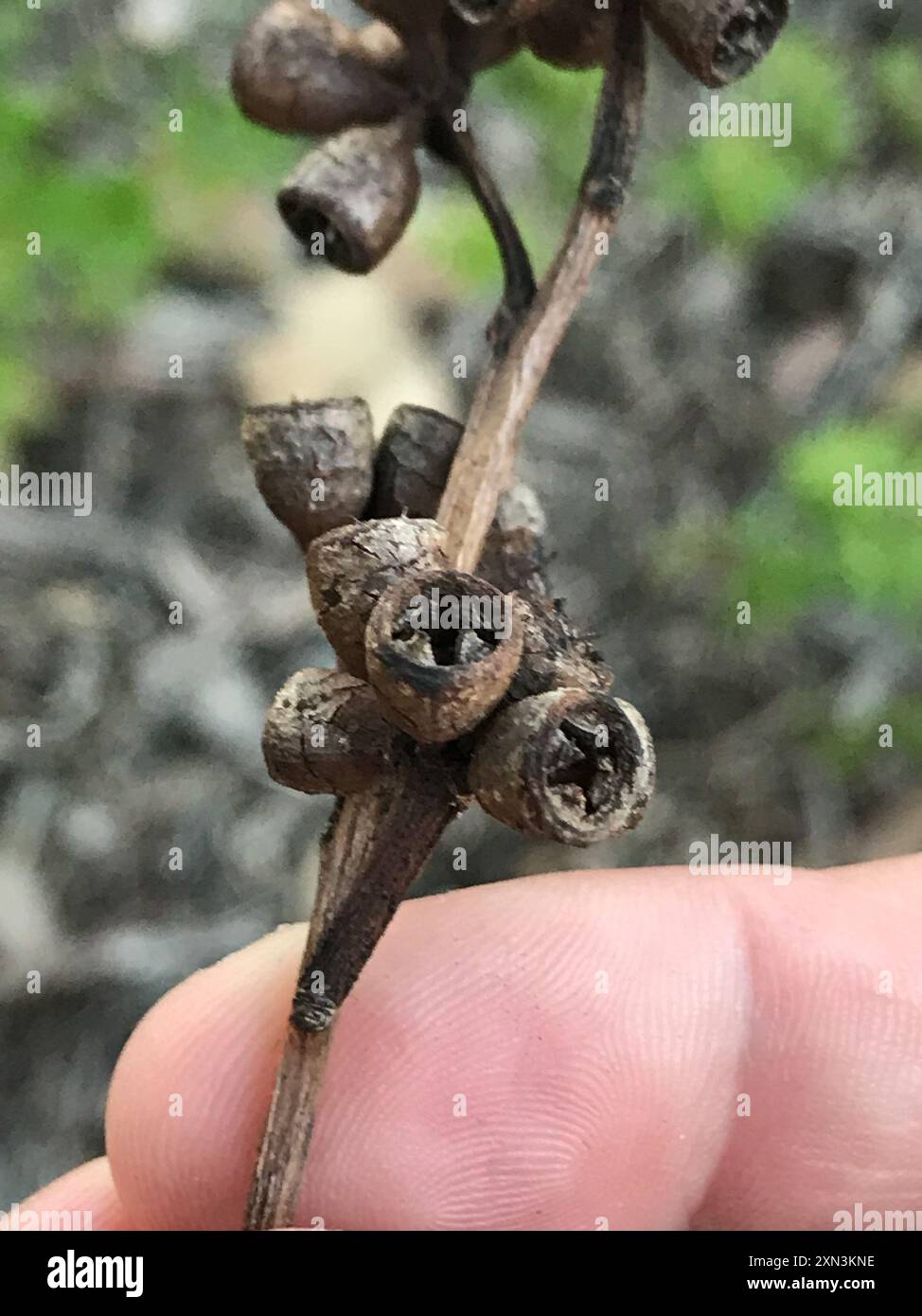 Flooded Gum (Eucalyptus grandis) Plantae Stock Photo - Alamy