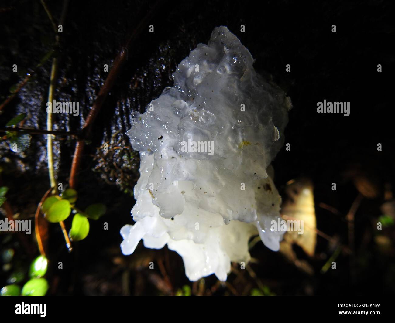 snow fungus (Tremella fuciformis) Fungi Stock Photo - Alamy