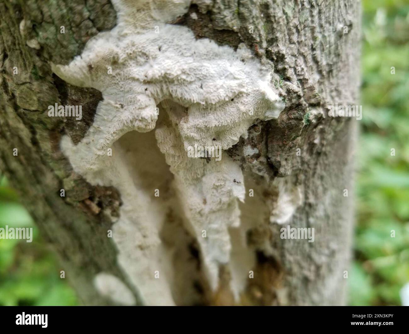 Milk-white Toothed Polypore (Irpex lacteus) Fungi Stock Photo - Alamy