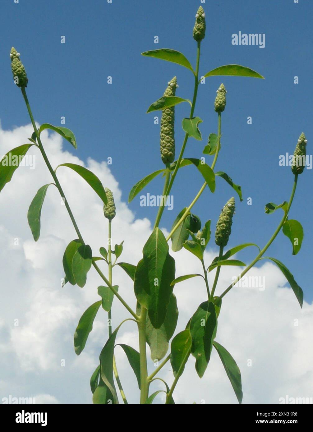 chickenspike (Sphenoclea zeylanica) Plantae Stock Photo - Alamy
