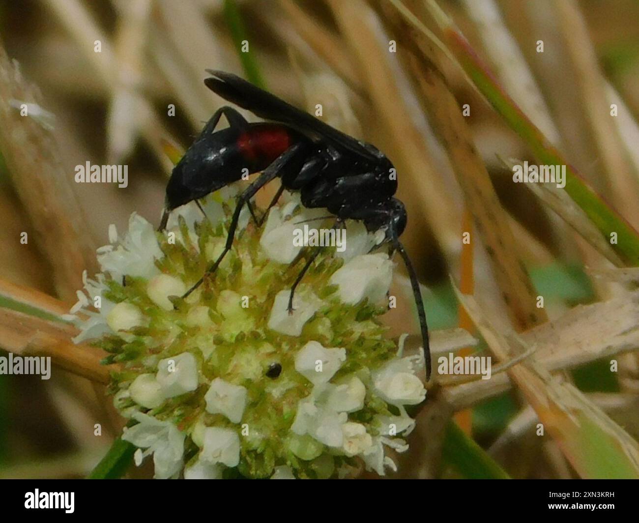 Spider Wasps (Pompilidae) Insecta Stock Photo - Alamy
