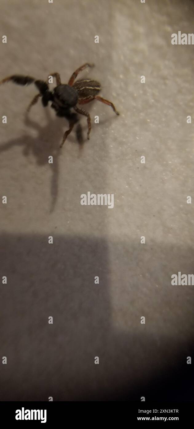 Ribbon Jumping Spider (Metacyrba taeniola) Arachnida Stock Photo - Alamy