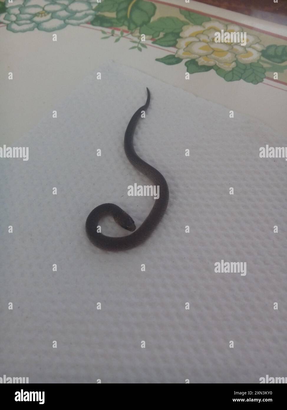 Northern Ground Snake (Atractus nicefori) Reptilia Stock Photo - Alamy