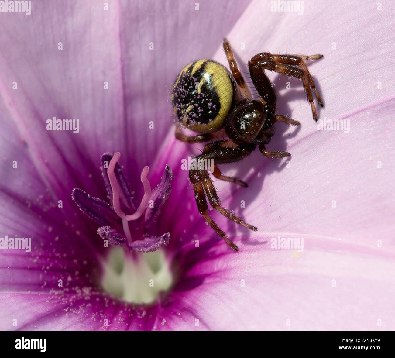 Napoleon Spider (Synema globosum) Arachnida Stock Photo - Alamy