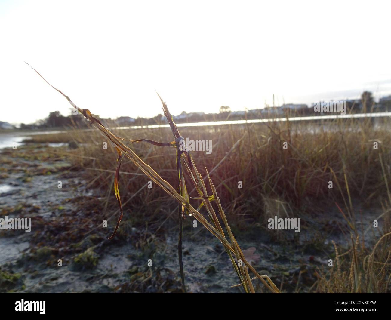 common cordgrass (Sporobolus anglicus) Plantae Stock Photo - Alamy
