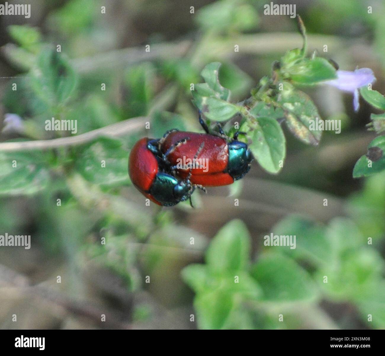 Chrysolina grossa hi-res stock photography and images - Alamy