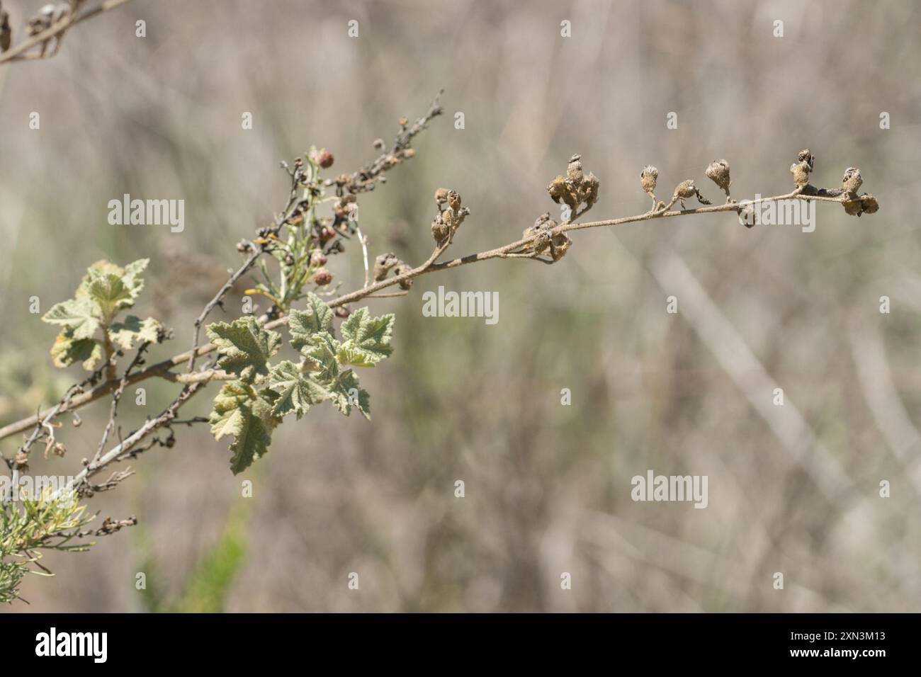 southern coastal bushmallow (Malacothamnus fasciculatus) Plantae Stock ...