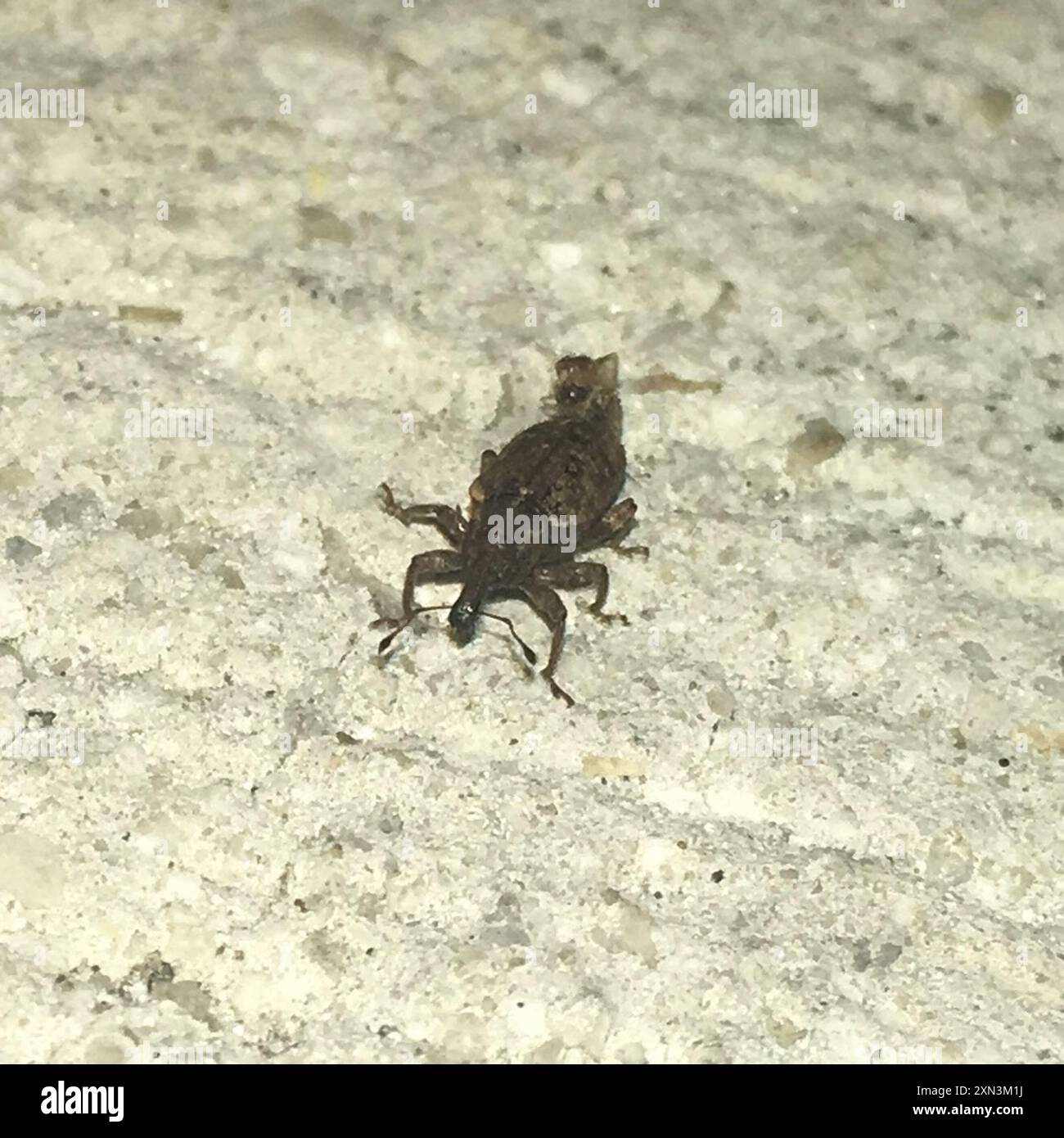 Listronotus hi-res stock photography and images - Alamy