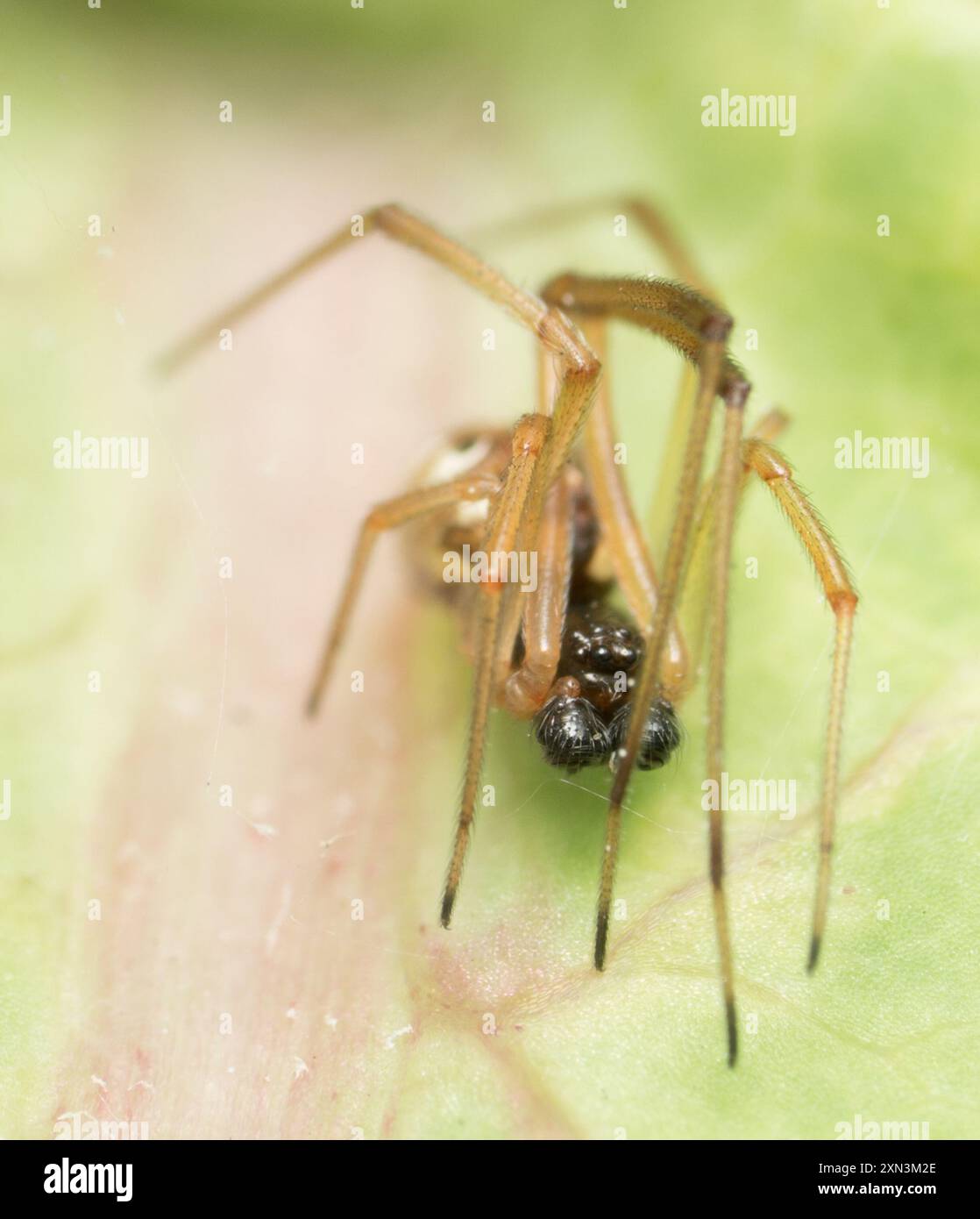 Brown Widow (Latrodectus geometricus) Arachnida Stock Photo - Alamy