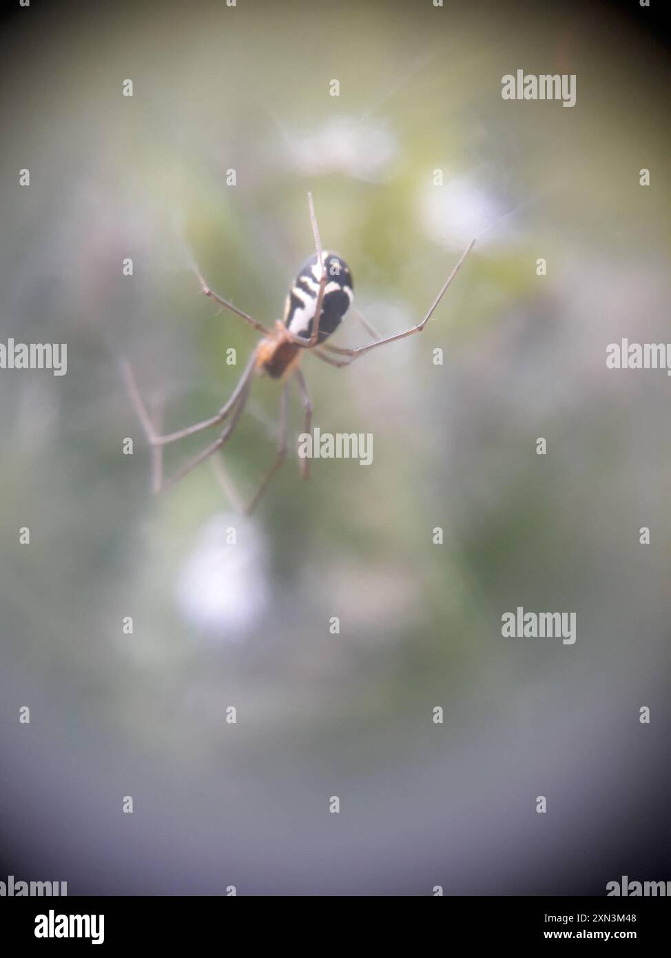 Filmy Dome Spider (Neriene radiata) Arachnida Stock Photo - Alamy
