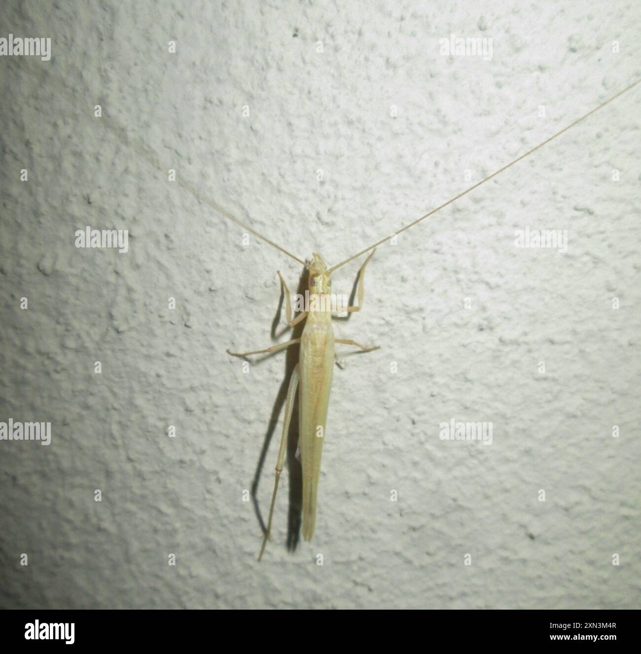Common Tree Crickets (Oecanthus) Insecta Stock Photo - Alamy