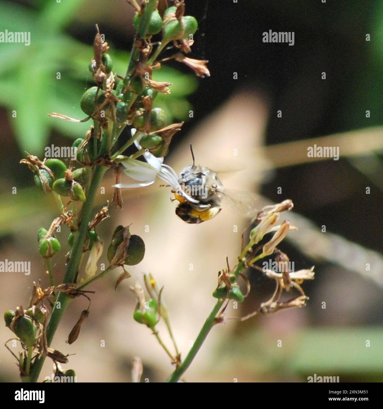 Anthophora urbana hi-res stock photography and images - Alamy