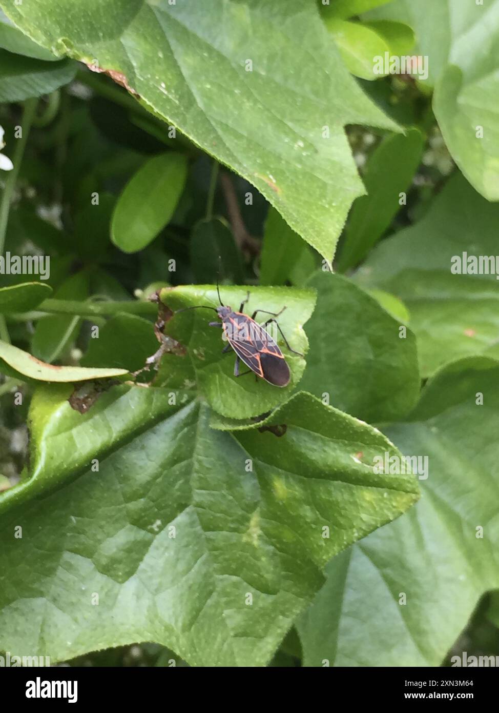 Western Boxelder Bug (Boisea rubrolineata) Insecta Stock Photo - Alamy