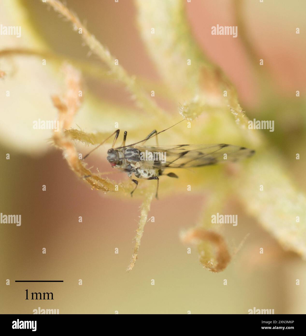 Mediterranean Mint Aphid (Eucarazzia elegans) Insecta Stock Photo - Alamy