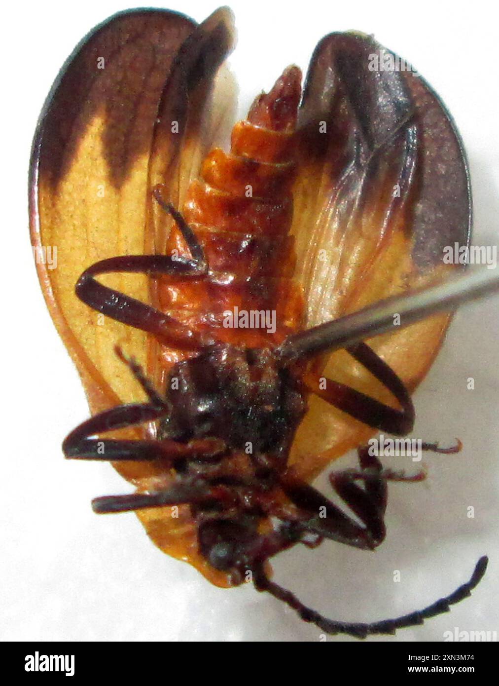 Net-winged Beetles (Lycidae) Insecta Stock Photo - Alamy