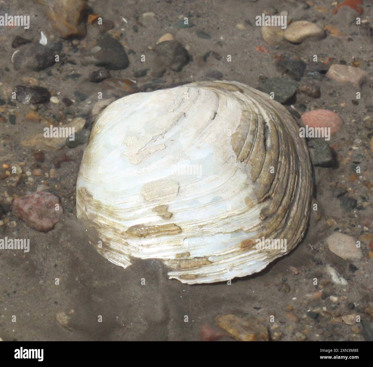 Plain Pocketbook (Lampsilis cardium) Mollusca Stock Photo - Alamy