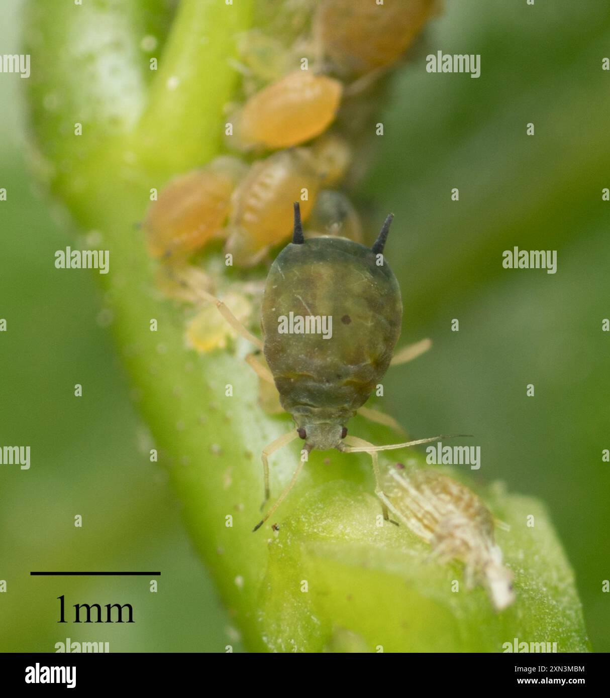 Melon aphid hi-res stock photography and images - Alamy