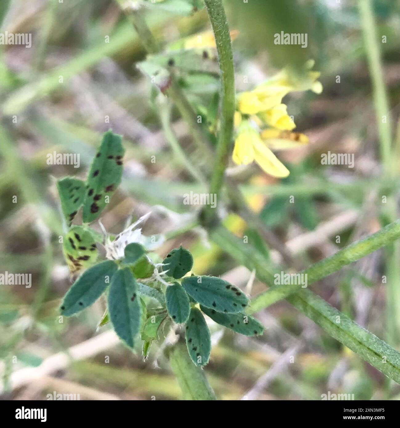 sickle alfalfa (Medicago falcata) Plantae Stock Photo - Alamy