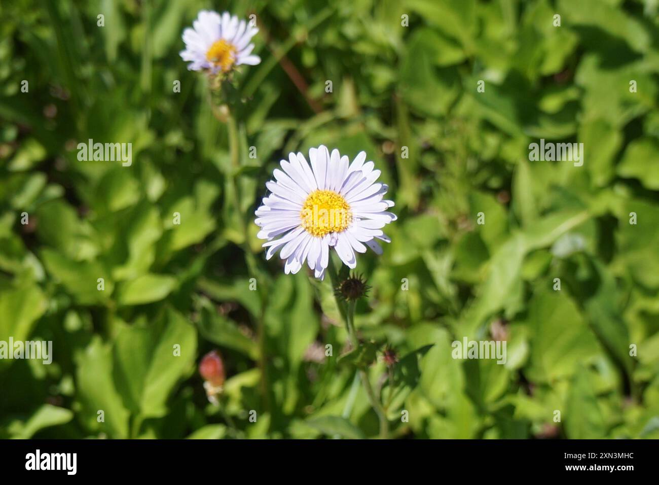 Subalpine Fleabane (Erigeron glacialis) Plantae Stock Photo - Alamy