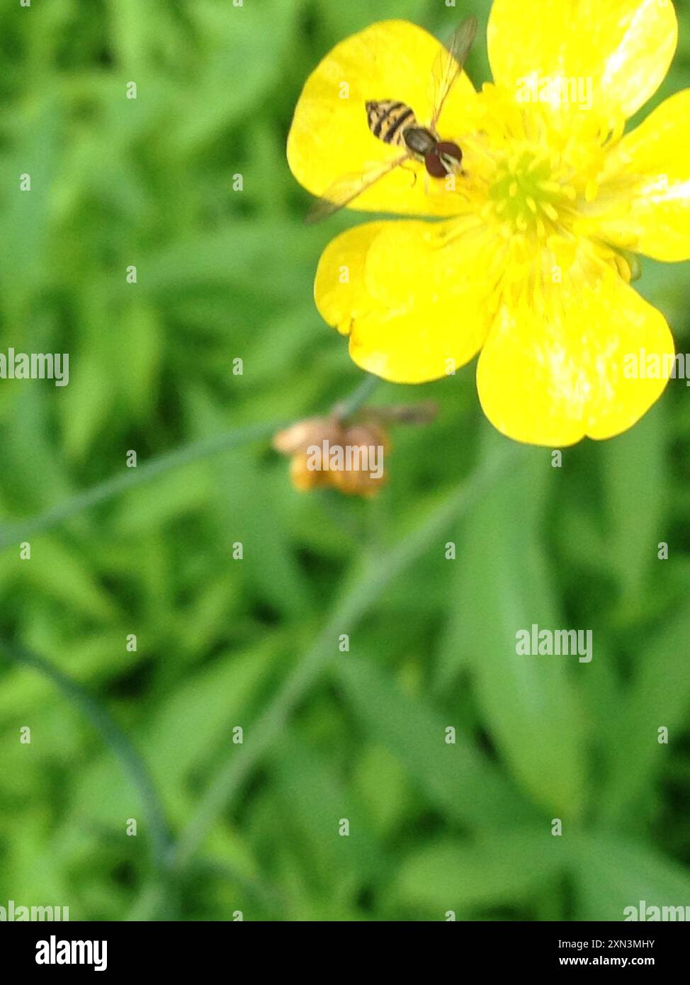 Eastern Calligrapher (Toxomerus geminatus) Insecta Stock Photo - Alamy