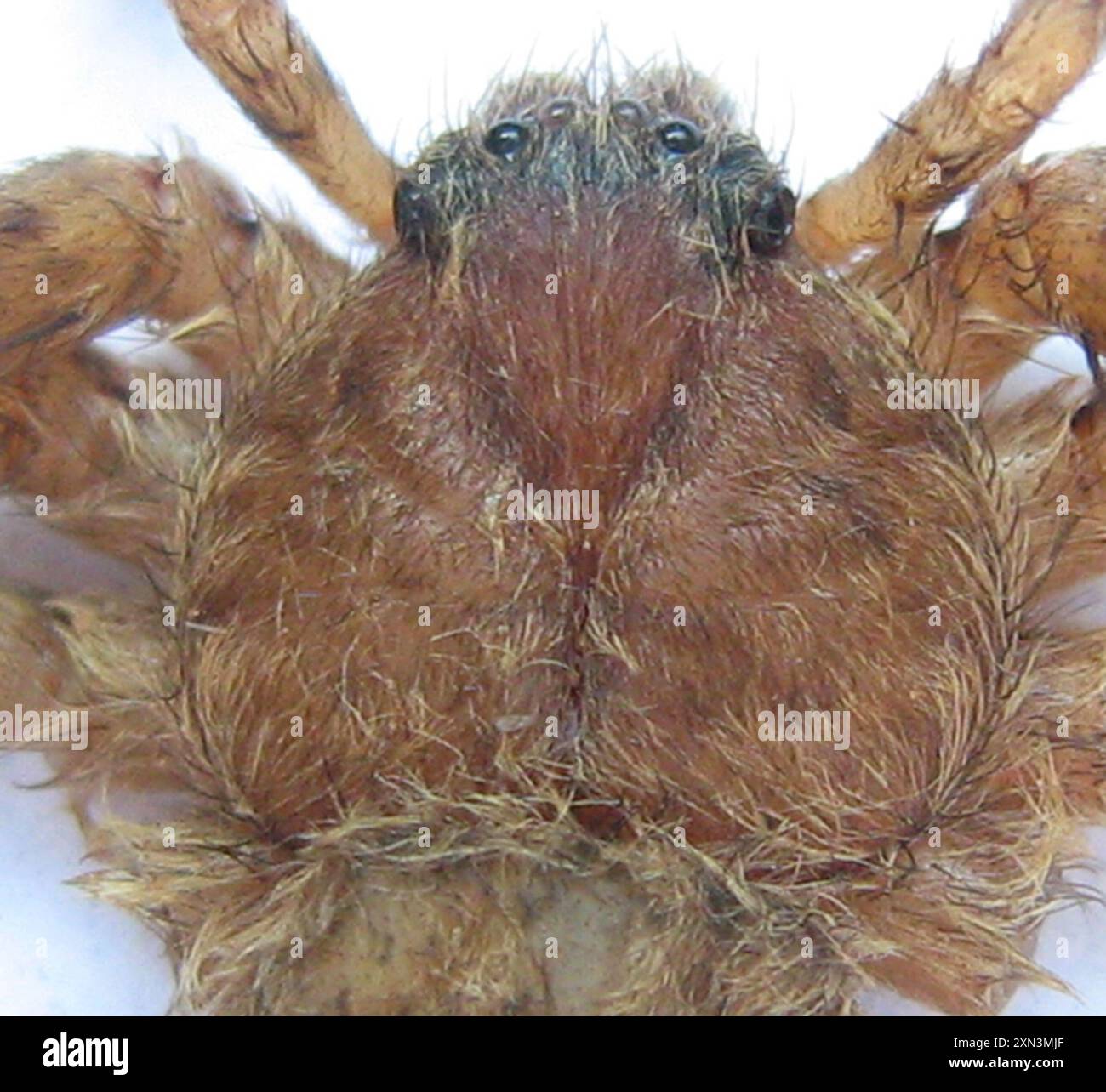 Spiders (Araneae) Arachnida Stock Photo - Alamy