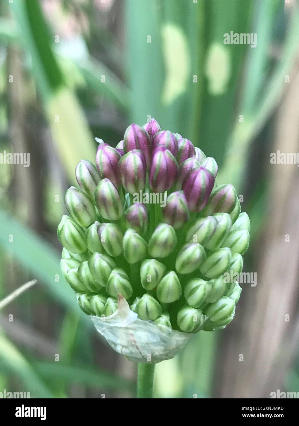 wild garlic (Allium vineale) Plantae Stock Photo - Alamy