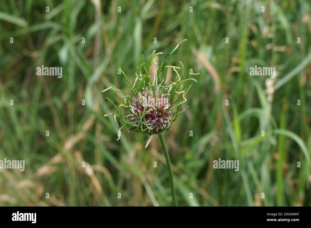 wild garlic (Allium vineale) Plantae Stock Photo - Alamy