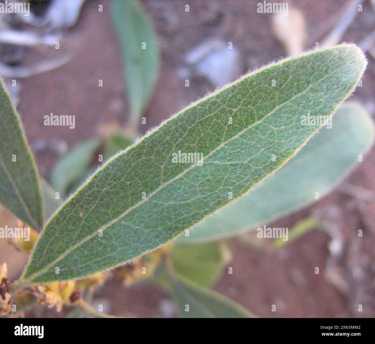 Bushveld Hairy Guarri (Euclea natalensis angustifolia) Plantae Stock ...