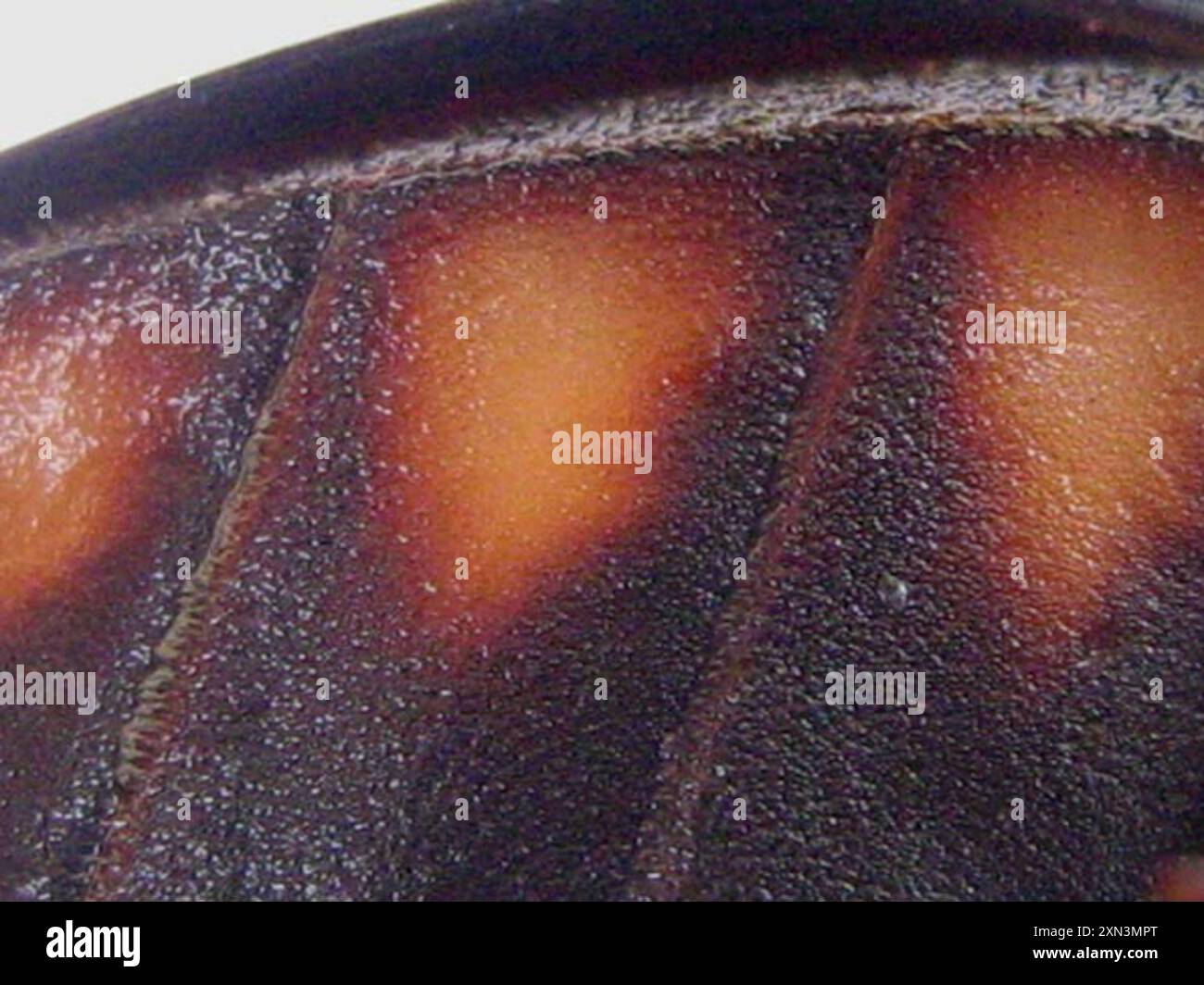 Giant Water Scavenger Beetles (Hydrophilus) Insecta Stock Photo - Alamy