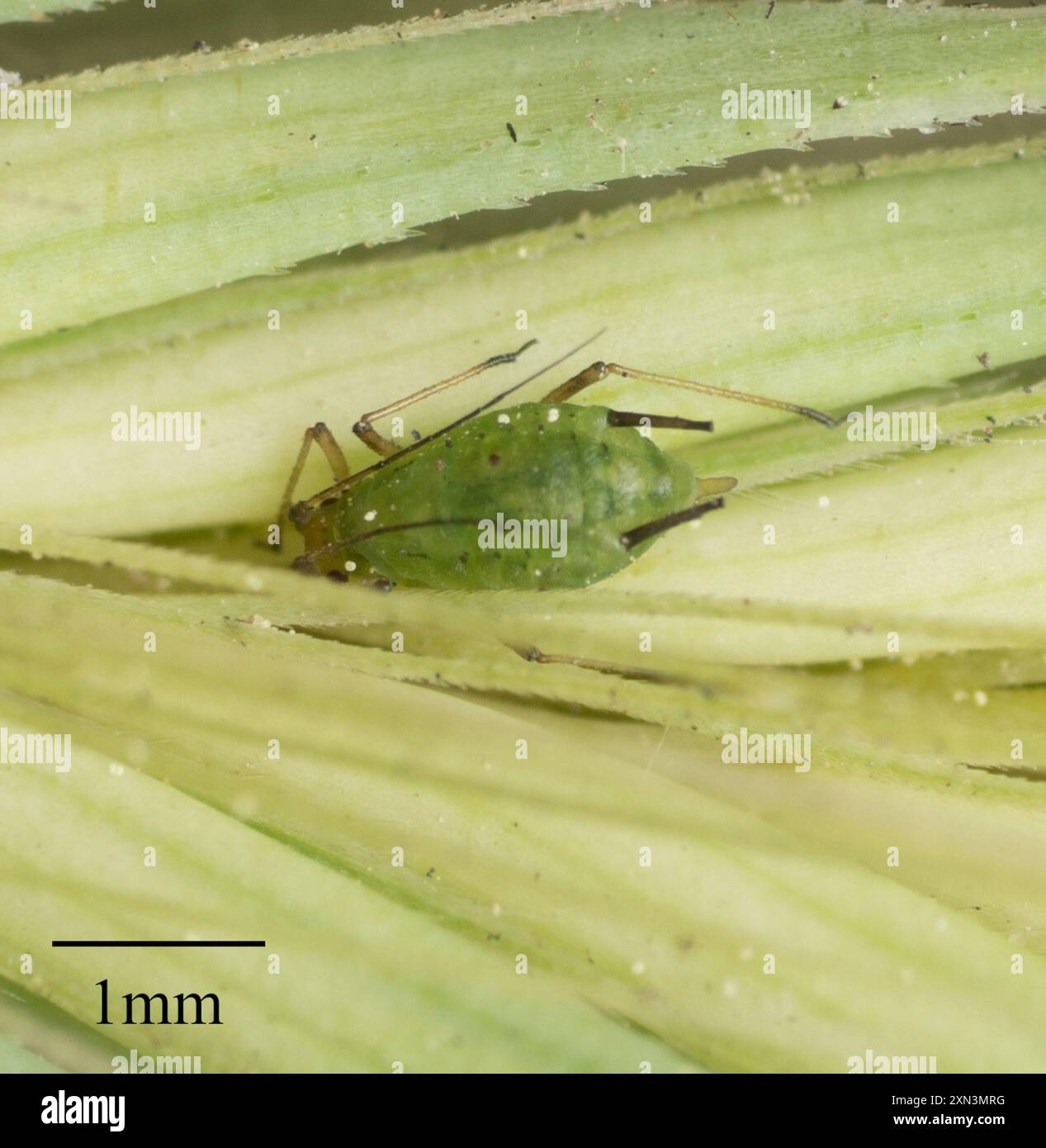Grain Aphid (Sitobion fragariae) Insecta Stock Photo - Alamy