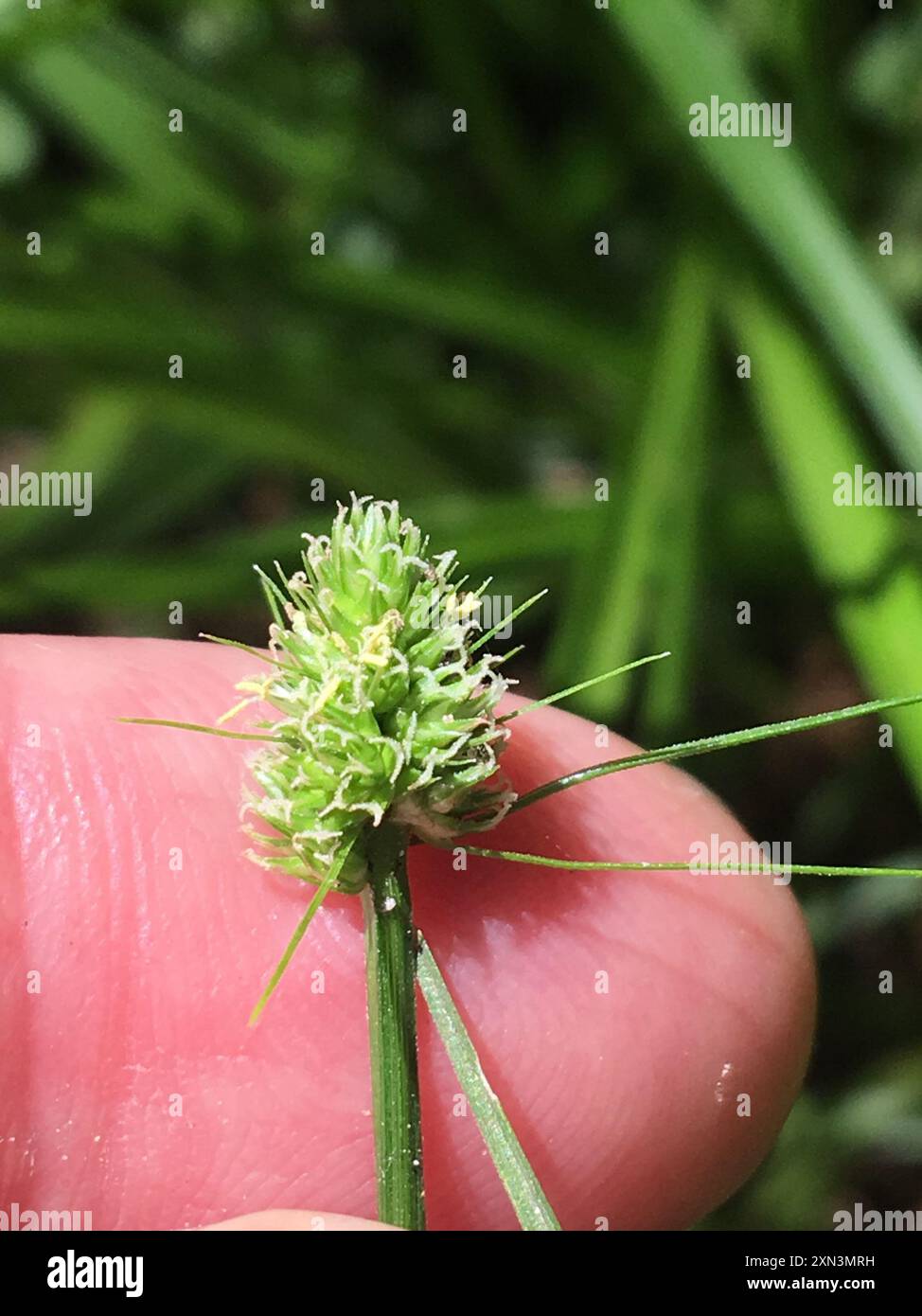 oval-headed sedge (Carex cephalophora) Plantae Stock Photo - Alamy