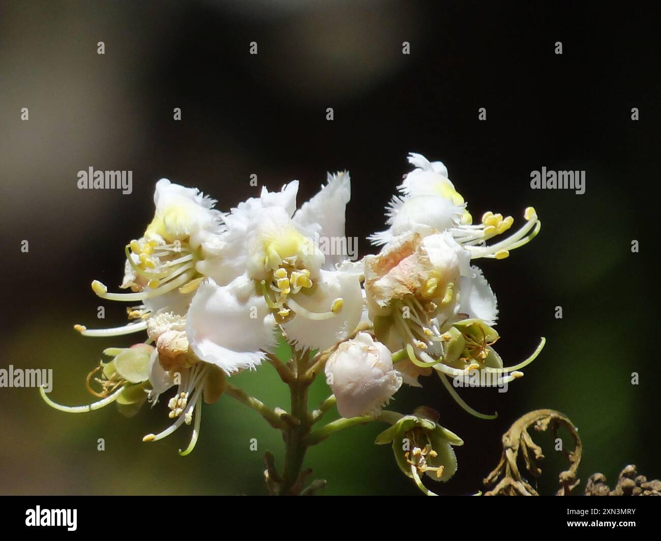 Hiptage (Hiptage benghalensis) Plantae Stock Photo - Alamy