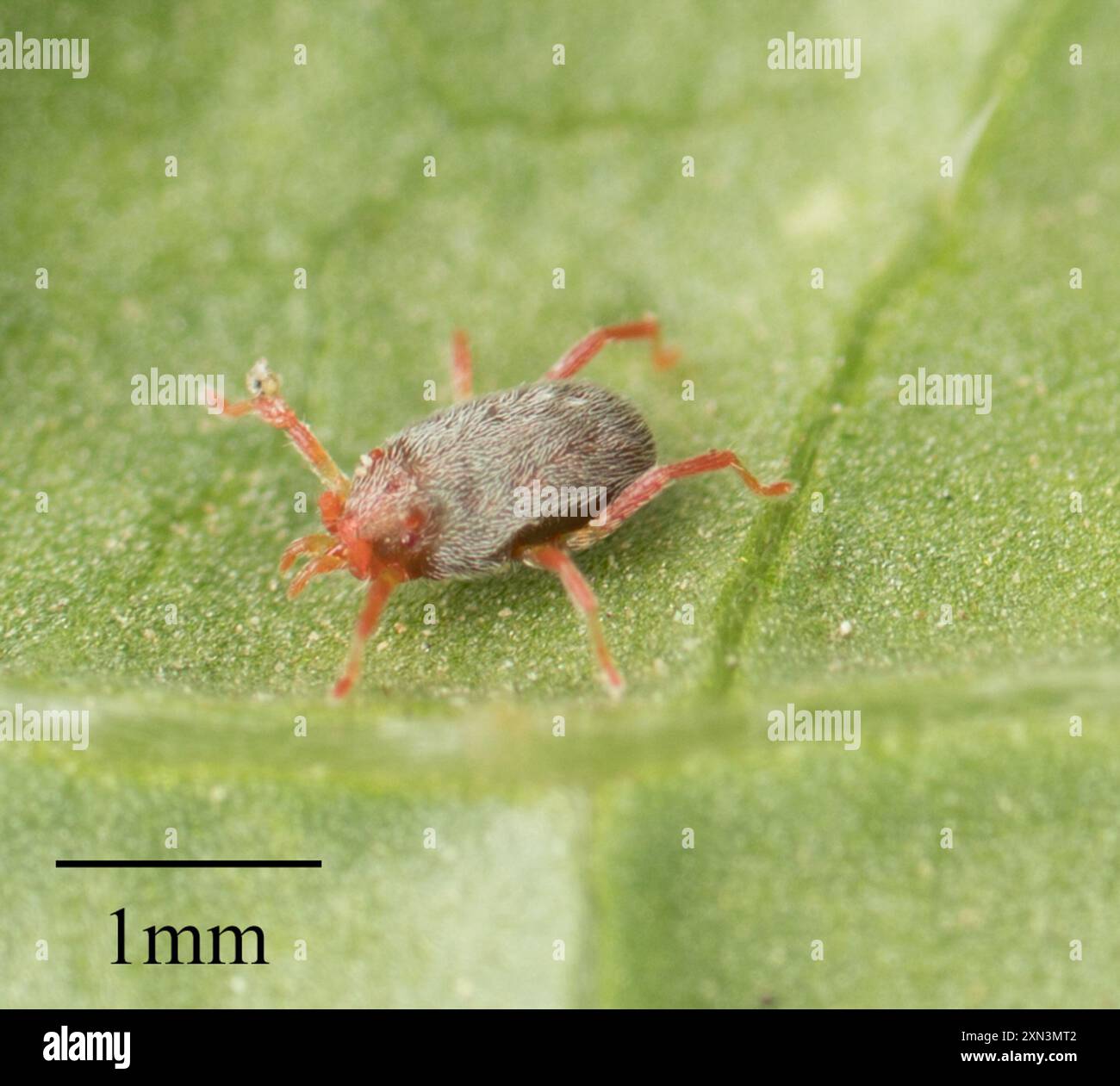 Mites and Ticks (Acari) Arachnida Stock Photo - Alamy