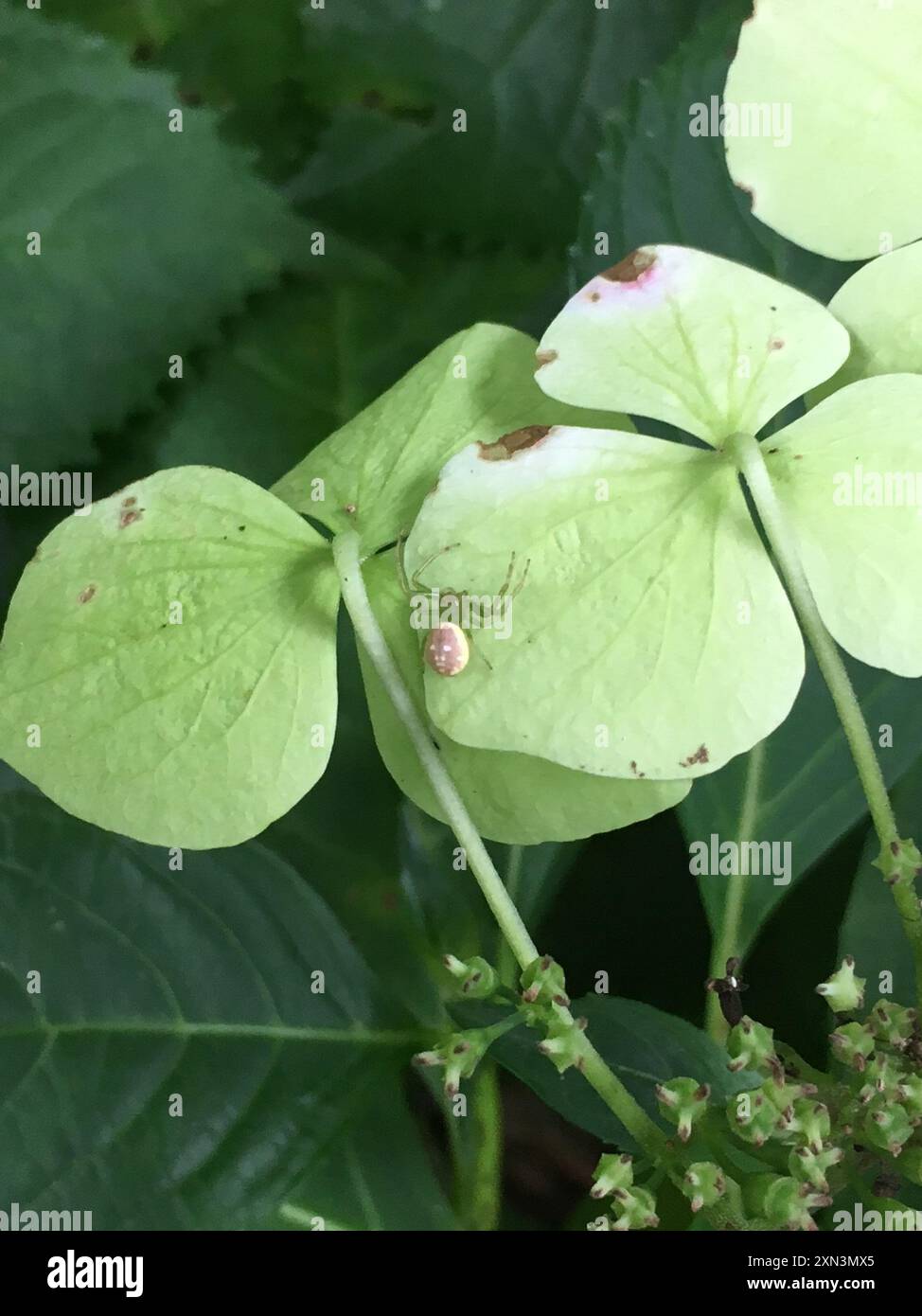 Flower Spiders (Diaea) Arachnida Stock Photo - Alamy