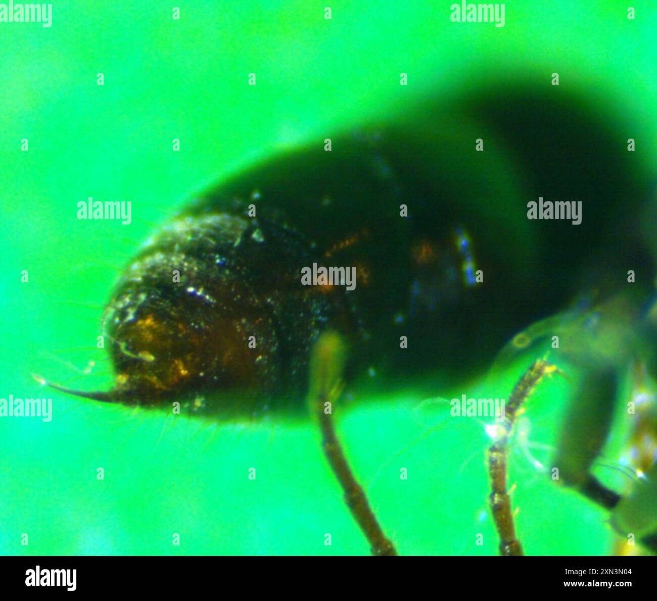 Asian Needle Ant (Brachyponera chinensis) Insecta Stock Photo - Alamy