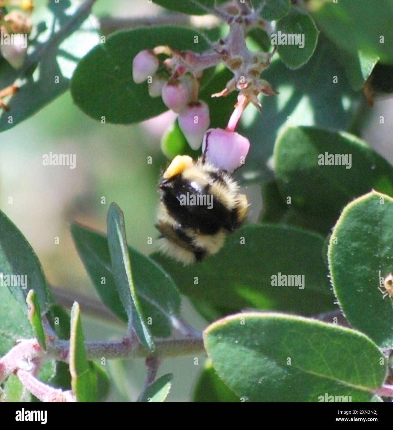 Black-tailed Bumble Bee (Bombus melanopygus) Insecta Stock Photo - Alamy