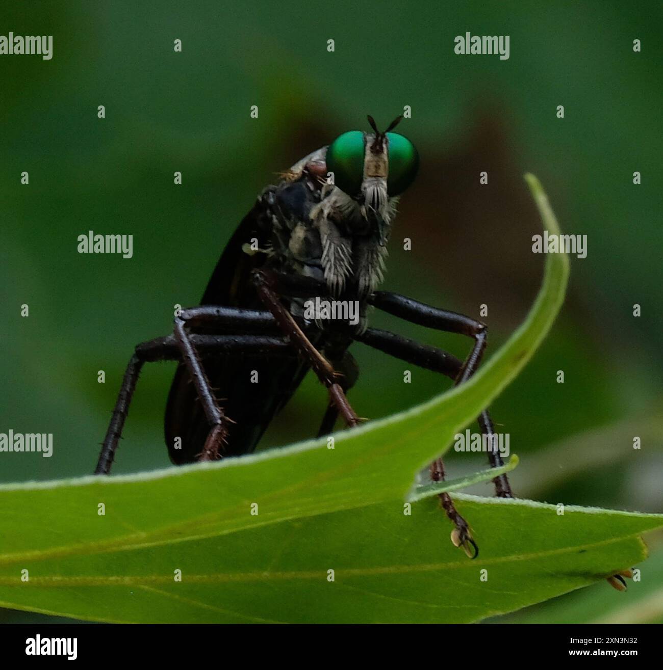 Giant Prairie Robber Fly (Microstylum morosum) Insecta Stock Photo - Alamy