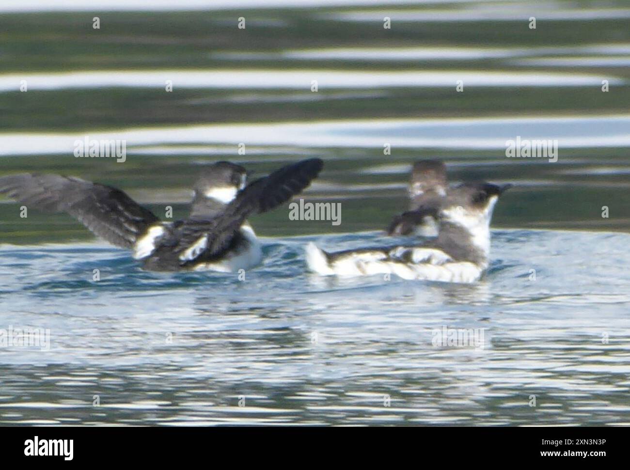 Marbled Murrelet (Brachyramphus marmoratus) Aves Stock Photo - Alamy