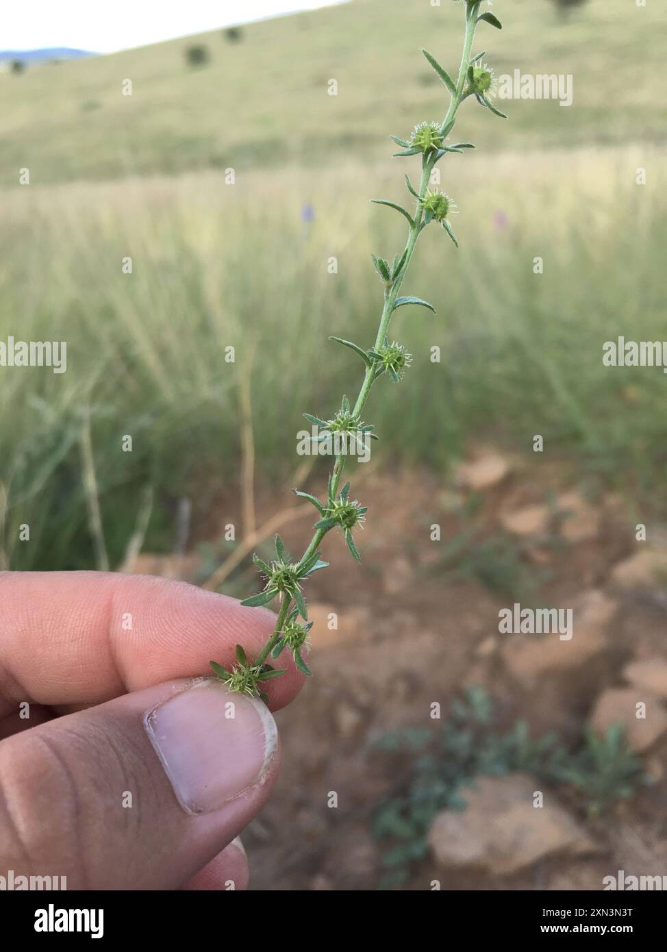 Flatspine Stickseed (Lappula occidentalis) Plantae Stock Photo - Alamy