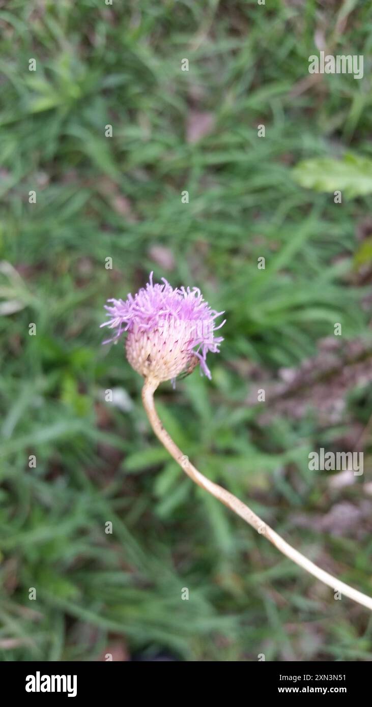 Bacterial Speck (Pseudomonas syringae Stock Photo - Alamy