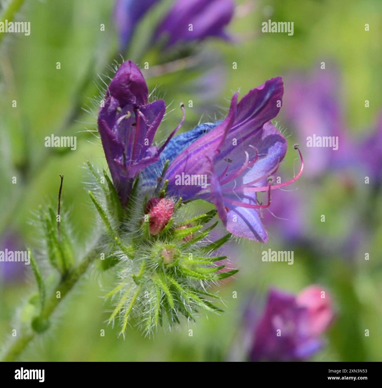 purple viper's-bugloss (Echium plantagineum) Plantae Stock Photo - Alamy