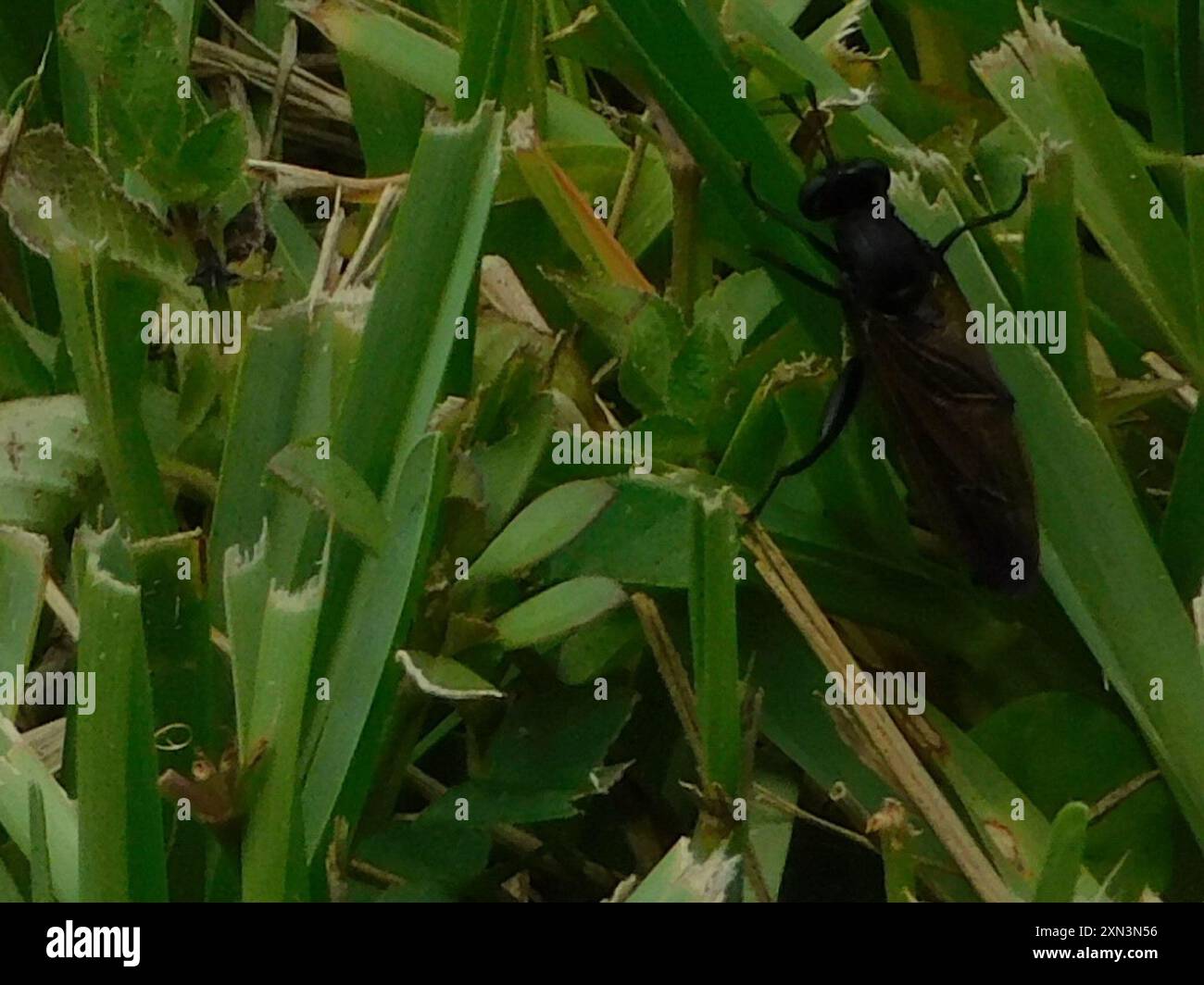 Mydas maculiventris hi-res stock photography and images - Alamy